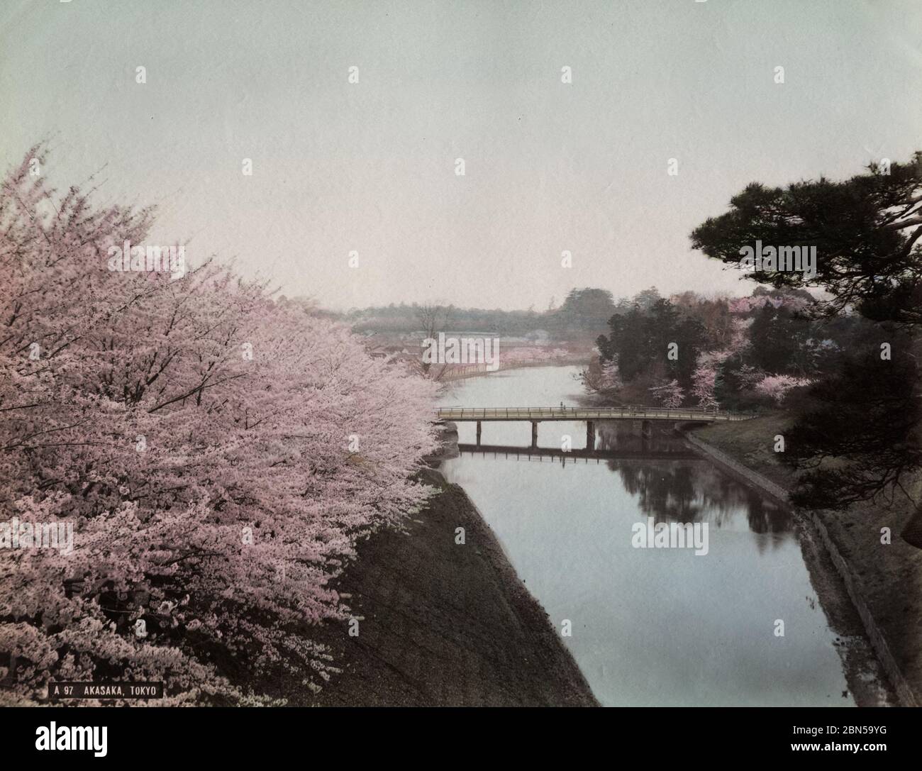Cherry blossom and moat in the Akasaka area of Tokyo, Japan Stock Photo ...