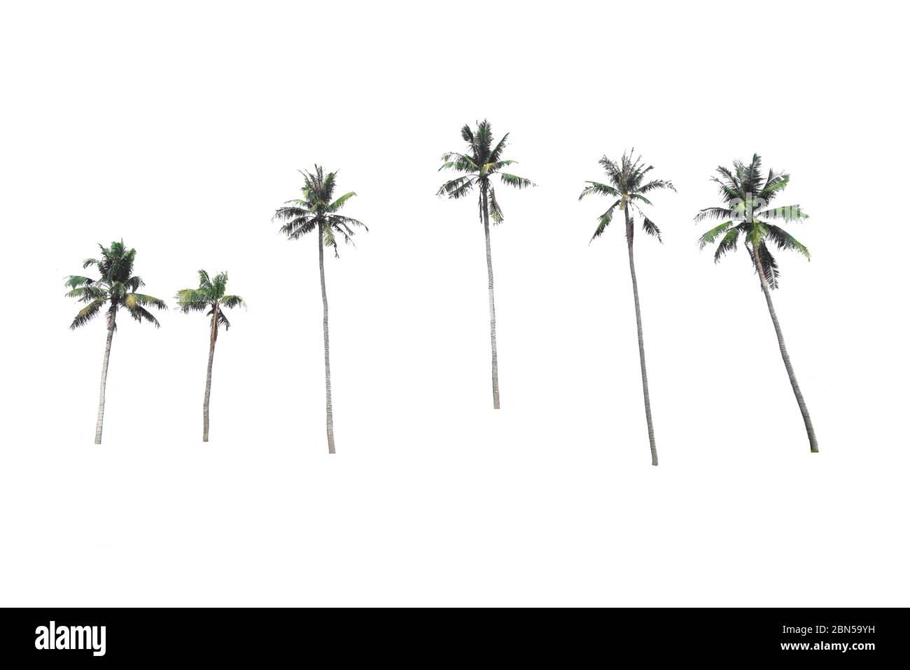 Group of coconut tree on isolated, an evergreen leaves plant di cut on ...