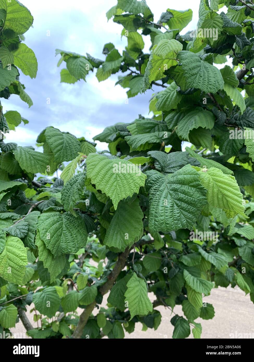 Hazelnut tree oregon hi-res stock photography and images - Alamy