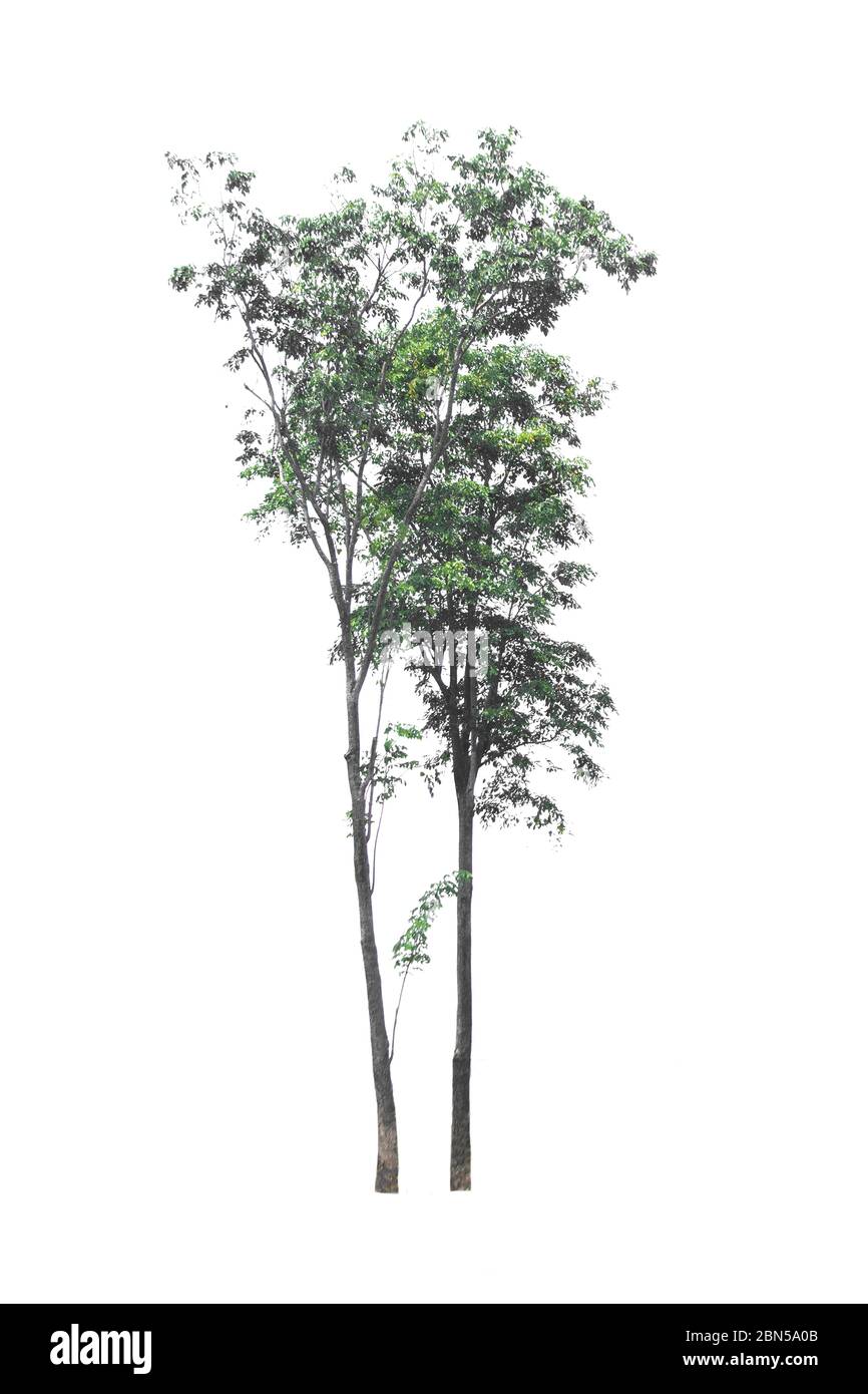 Group of green tree on isolated, an evergreen leaves plant di cut on ...