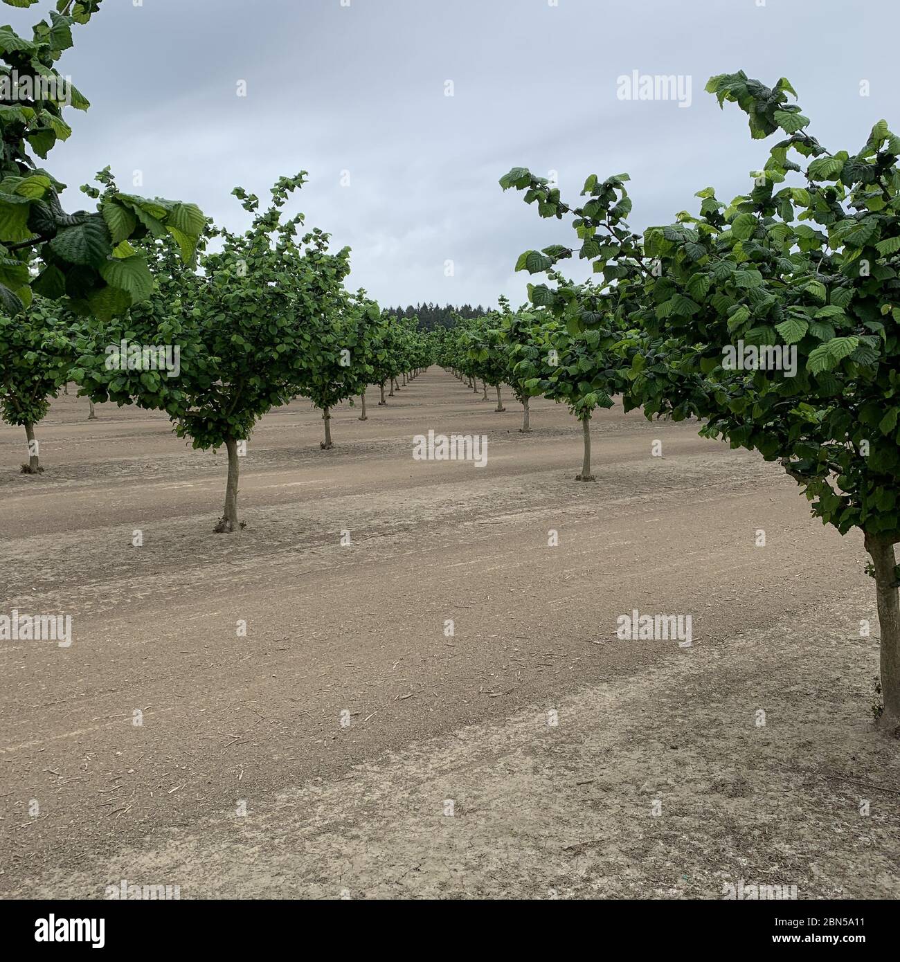 A hazelnut orchard growing in the Willamette Valley of Oregon Stock ...