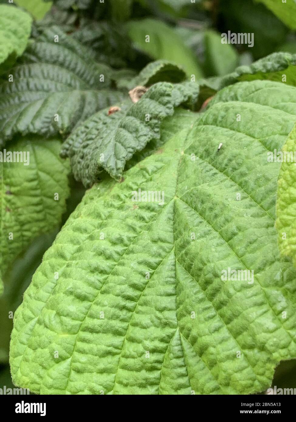 Hazelnut tree oregon hi-res stock photography and images - Alamy
