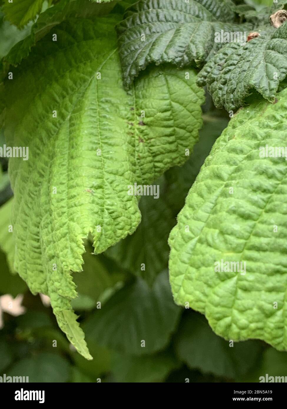 A hazelnut orchard growing in the Willamette Valley of Oregon Stock ...