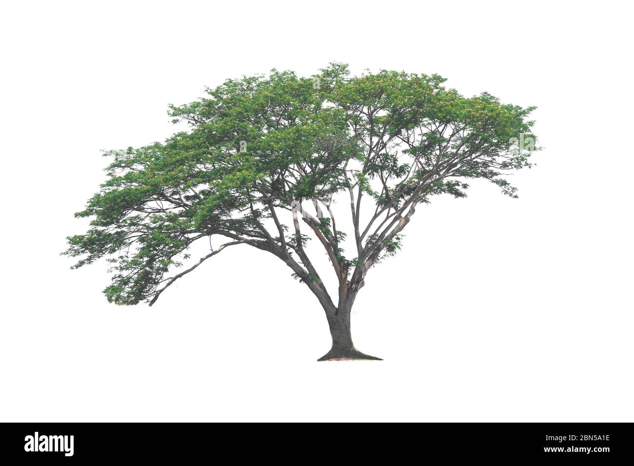 Rain tree, East Indian Walnut or Monkey Pod on isolated, an evergreen ...