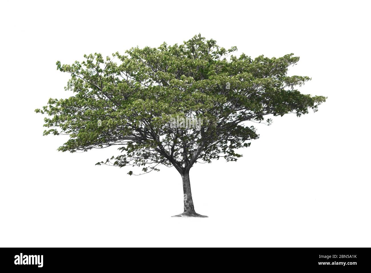 Rain tree, East Indian Walnut or Monkey Pod on isolated, an evergreen ...