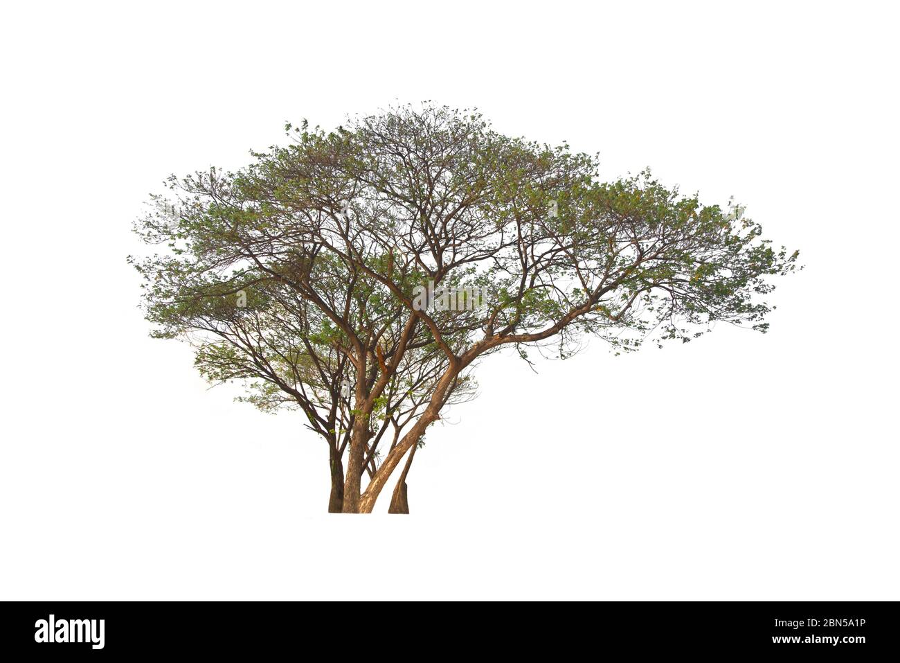 Rain tree, East Indian Walnut or Monkey Pod on isolated, an evergreen ...