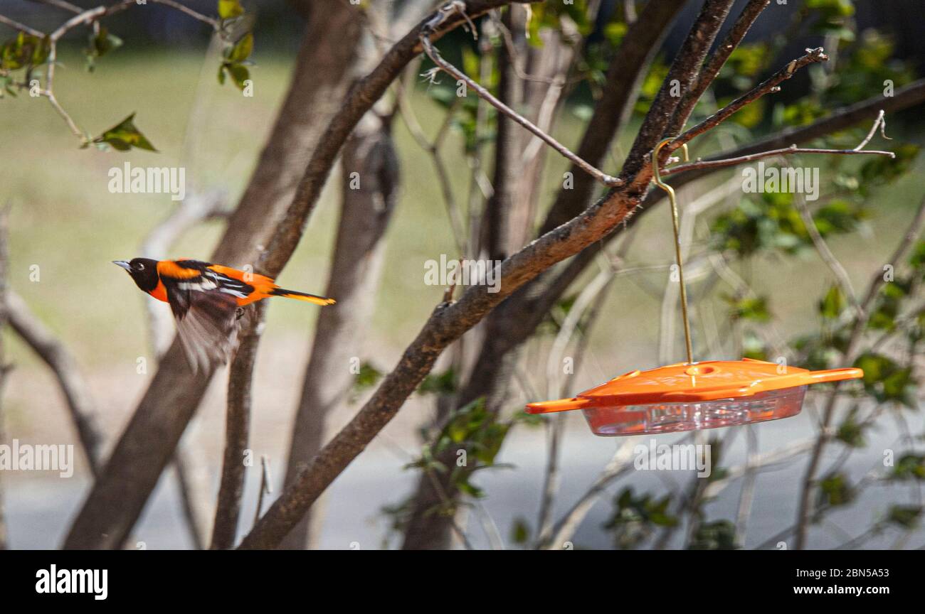 Oriole flying hi-res stock photography and images - Alamy