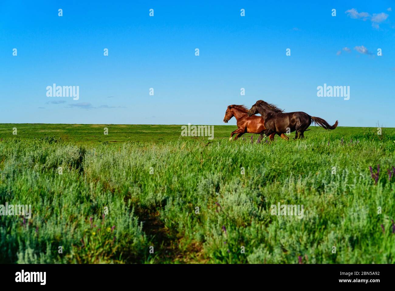 Beautiful image of free mustangs galloping on the field at sunny ...