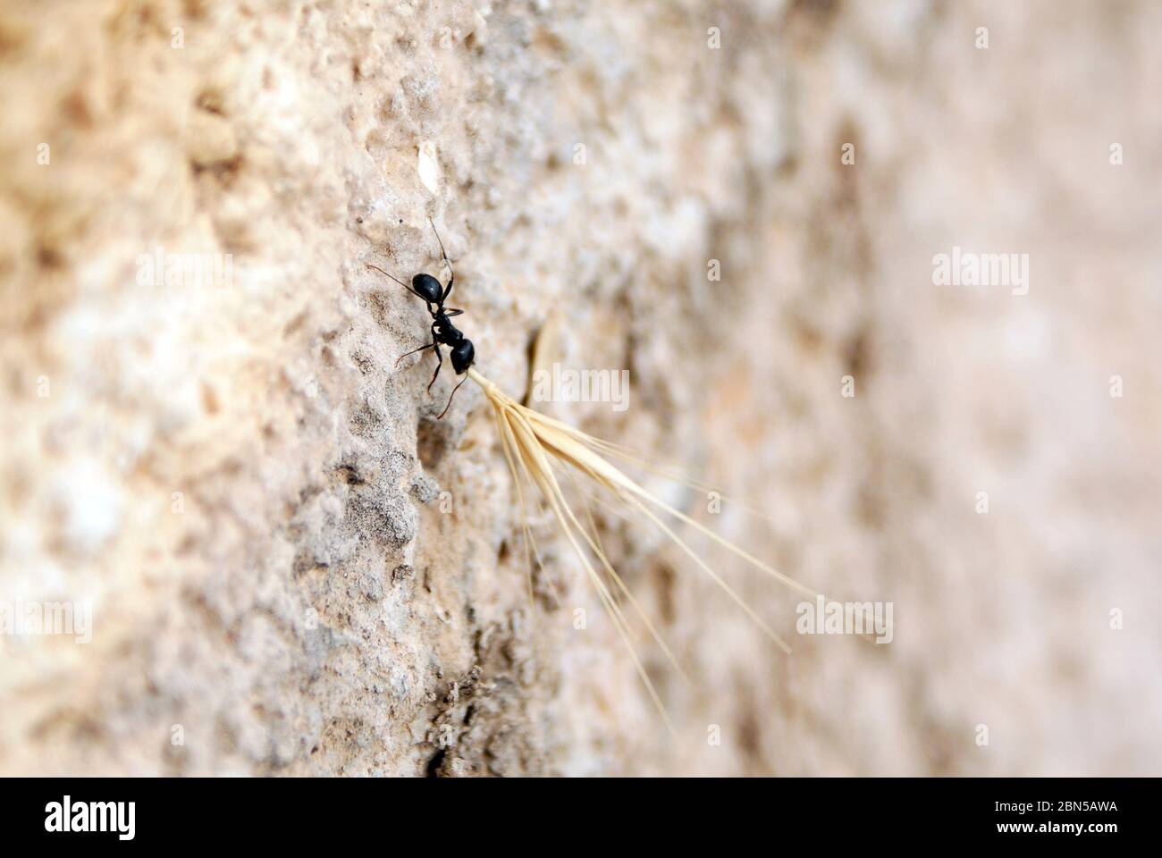 Ant moving a spike through a wall, unfocused background Stock Photo - Alamy