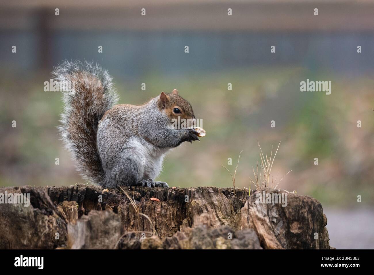Closeup grey squirrel front paw hi-res stock photography and images - Alamy