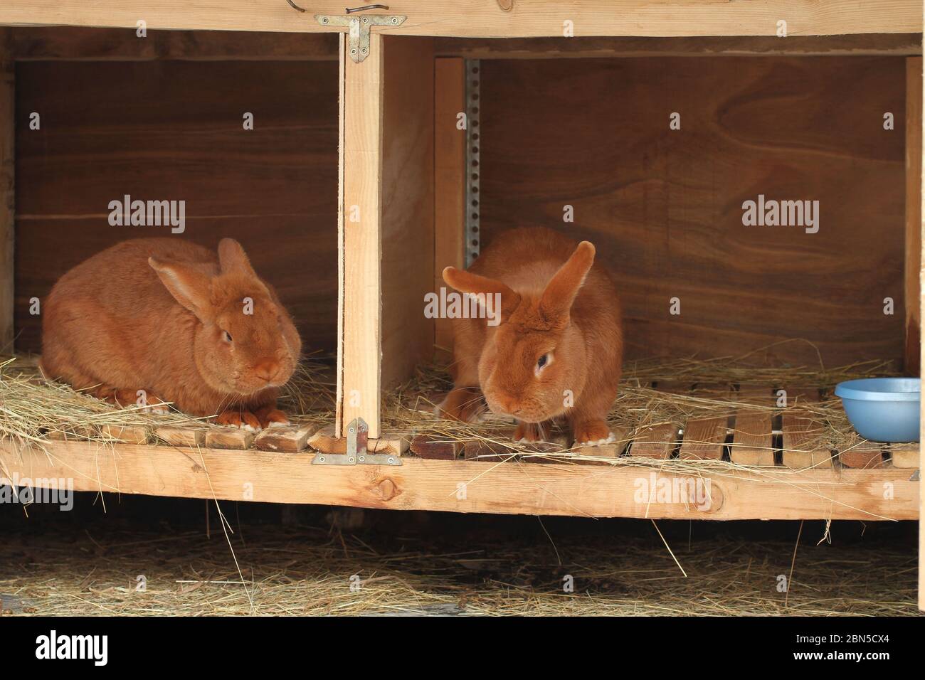 Red rabbits hi-res stock photography and images - Alamy