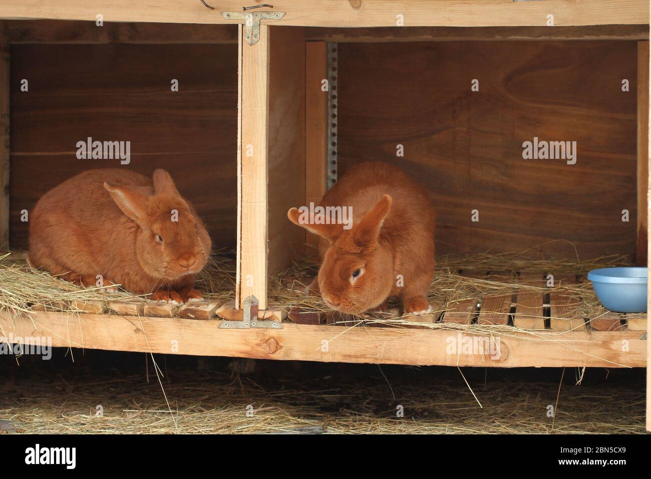 New Zealand purebred red rabbits in a cage Stock Photo - Alamy