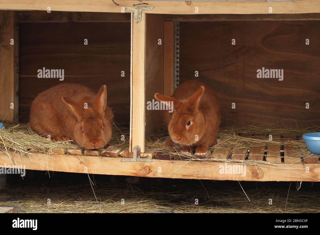 New Zealand purebred red rabbits in a cage Stock Photo - Alamy