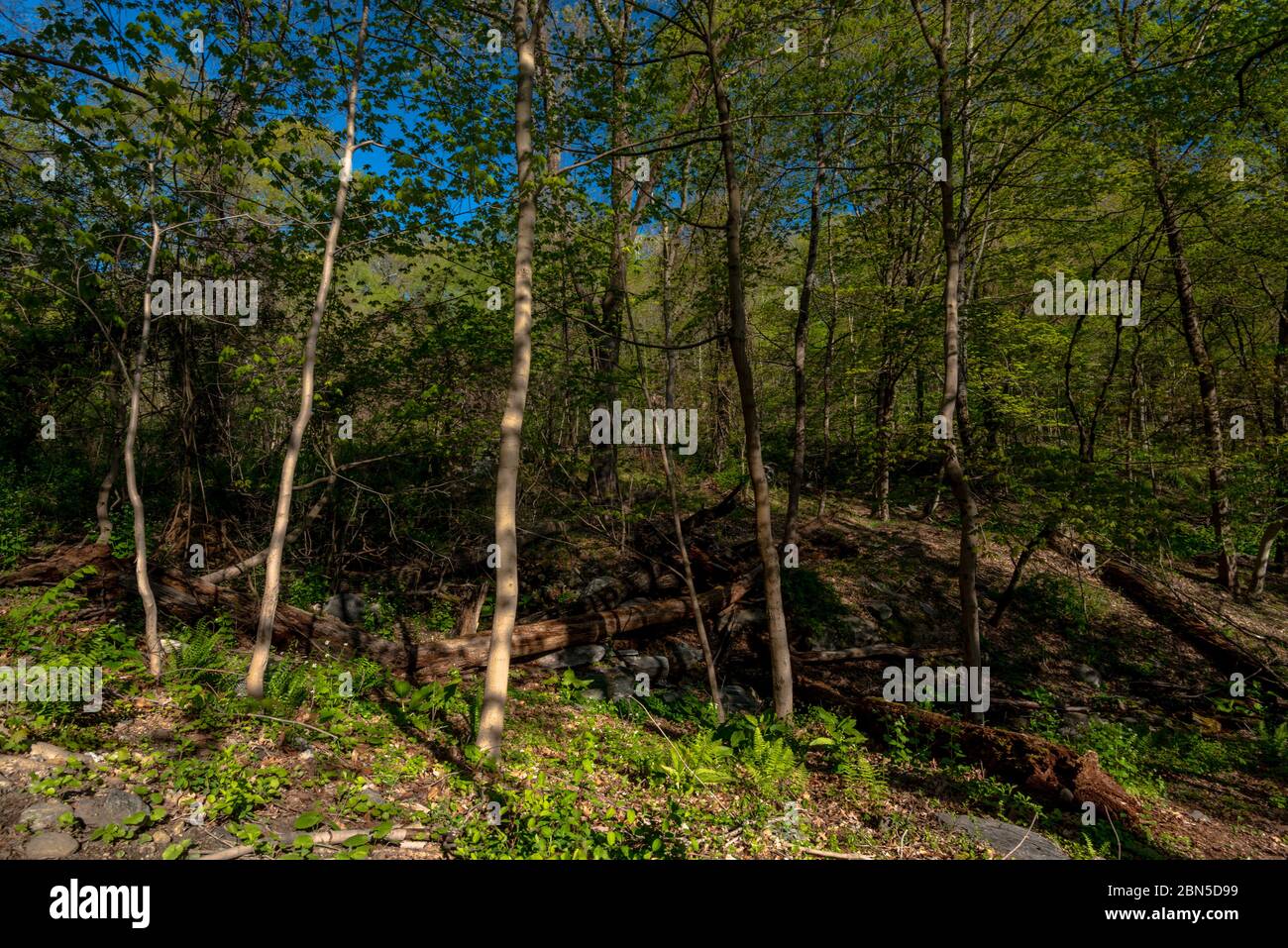 Early signs of spring in Rockefeller State Park Preserve, New York, USA ...