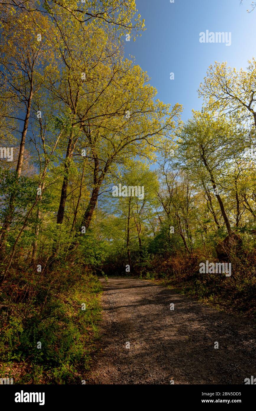 Early signs of spring in Rockefeller State Park Preserve, New York, USA ...