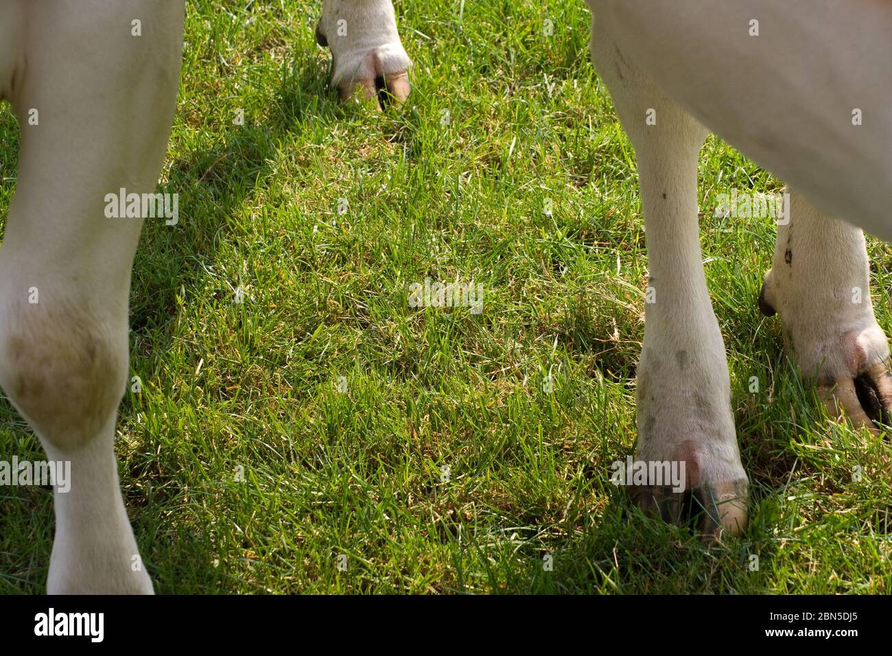 Close up cows hoof hi-res stock photography and images - Alamy