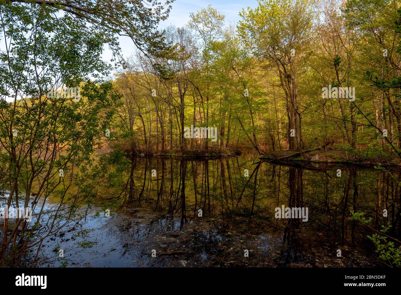 Early signs of spring in Rockefeller State Park Preserve, New York, USA ...