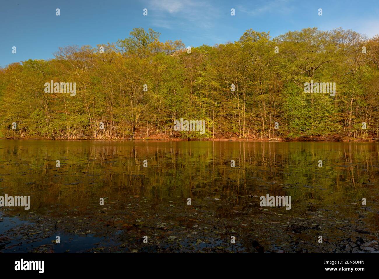 Early signs of spring in Rockefeller State Park Preserve, New York, USA ...