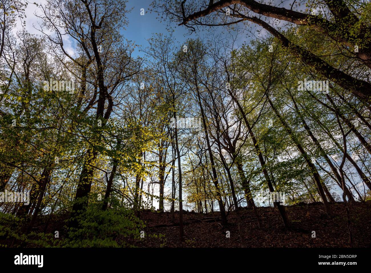 Early signs of spring in Rockefeller State Park Preserve, New York, USA ...