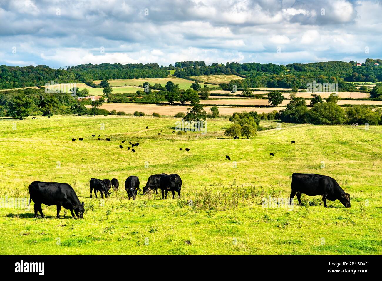 British cow grazing on grass hi-res stock photography and images - Alamy