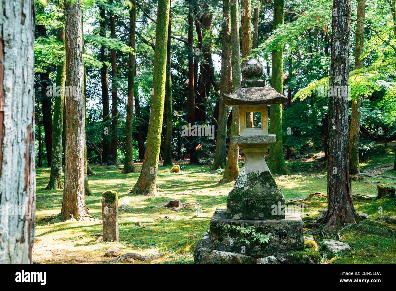 Traditional stone lantern with forest at Godaisan mountain Chikurin-ji ...