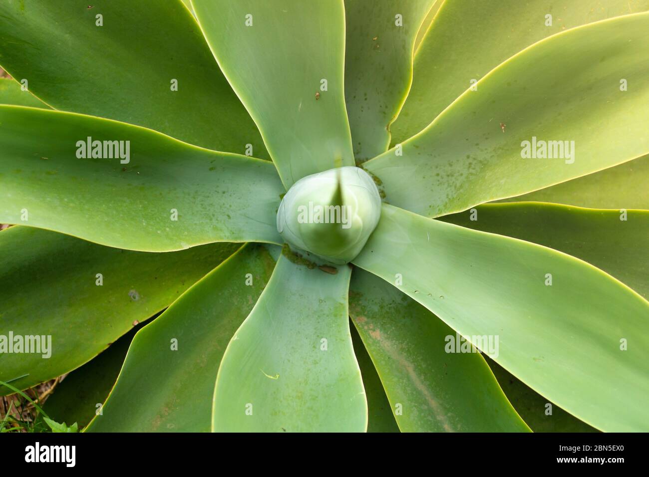 Beautiful natural pattern hi-res stock photography and images - Alamy