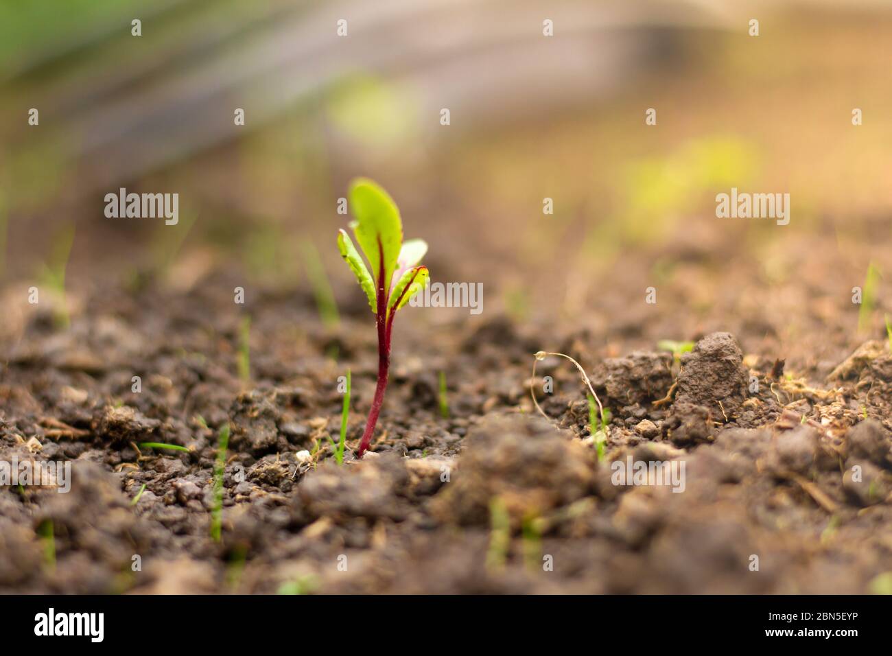 Beetroot seedling hi-res stock photography and images - Alamy