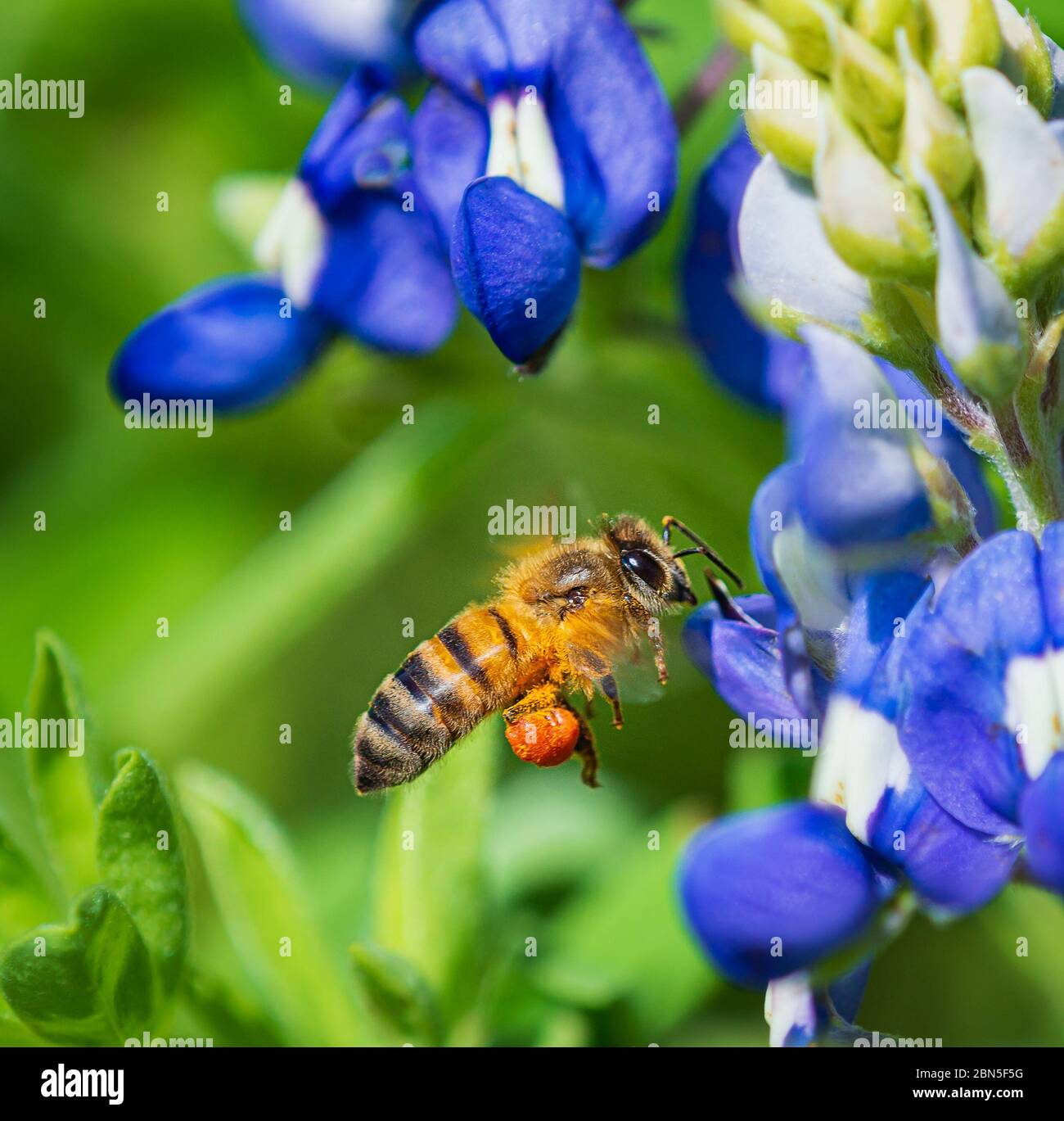 Bee pollinating Texas bluebonnet wildflower in the spring Stock Photo ...