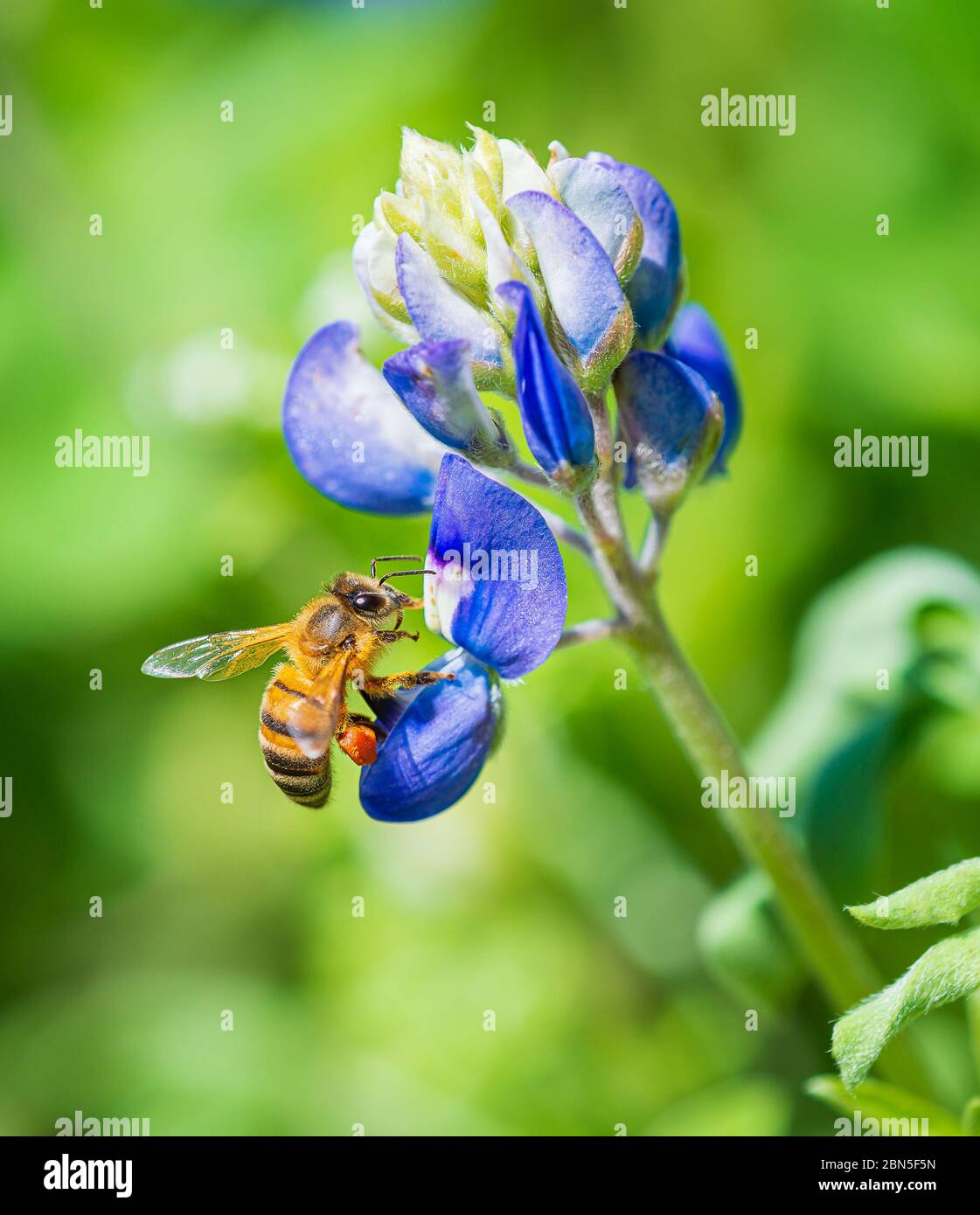 Bee pollinating Texas bluebonnet wildflower in the spring Stock Photo ...