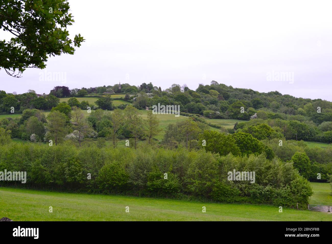 Rhododendron wood national trust hi-res stock photography and images ...