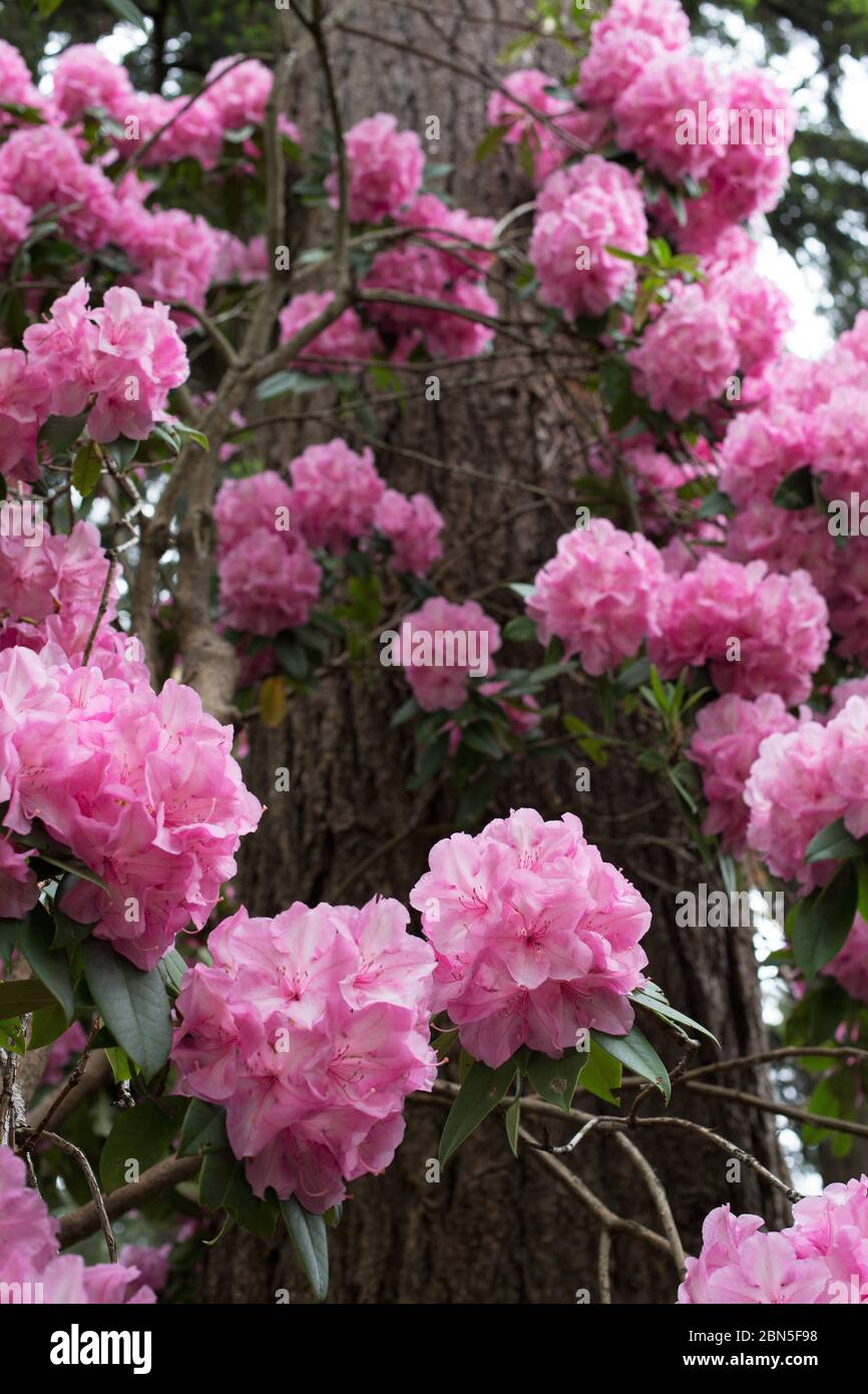Rhododendron Alice High Resolution Stock Photography and Images - Alamy