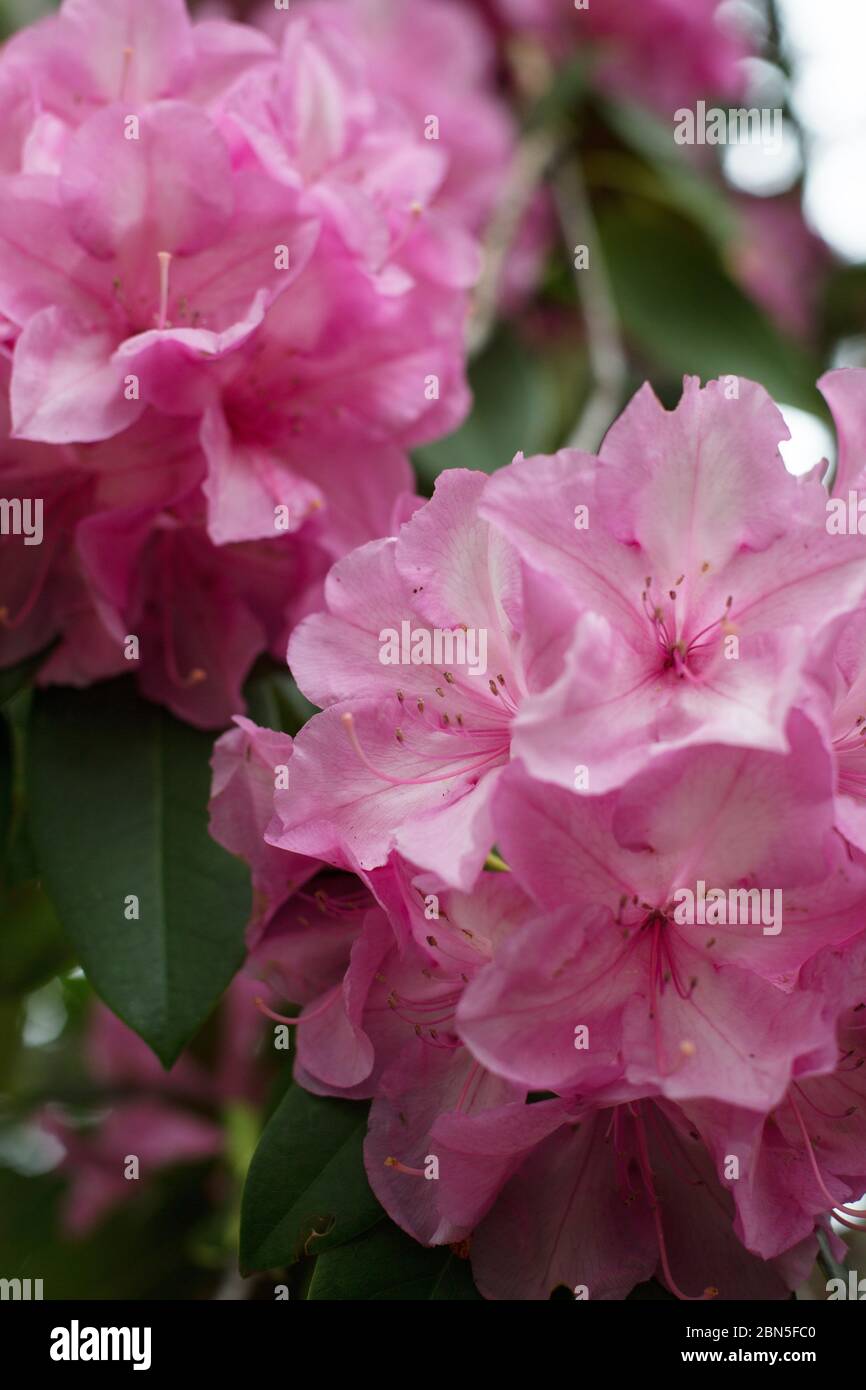Rhododendron alice hi-res stock photography and images - Alamy