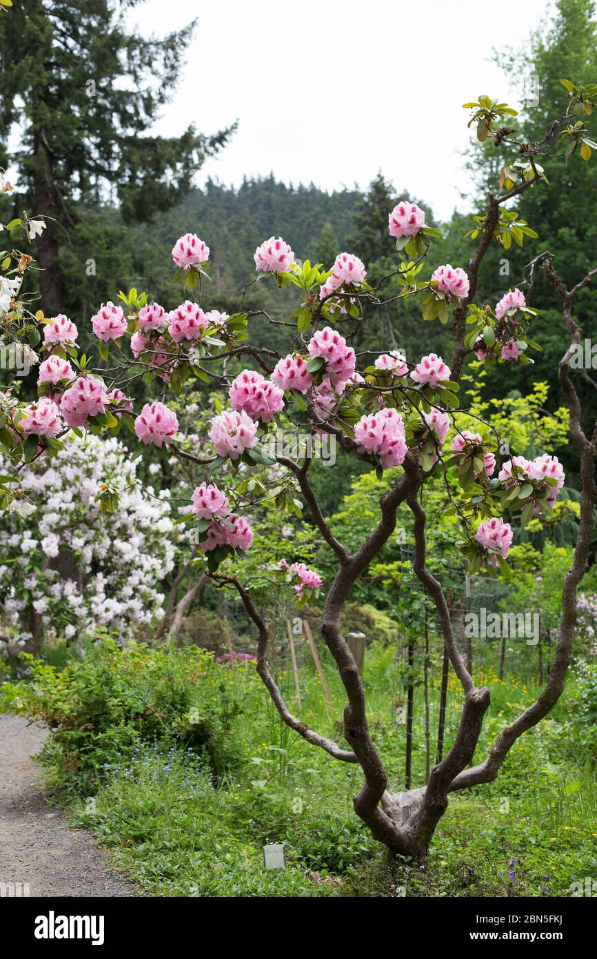 Rhododendron mrs furnival hi-res stock photography and images - Alamy