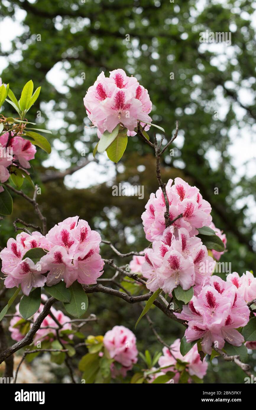 Rhododendron 'Mrs. Furnival' Stock Photo - Alamy