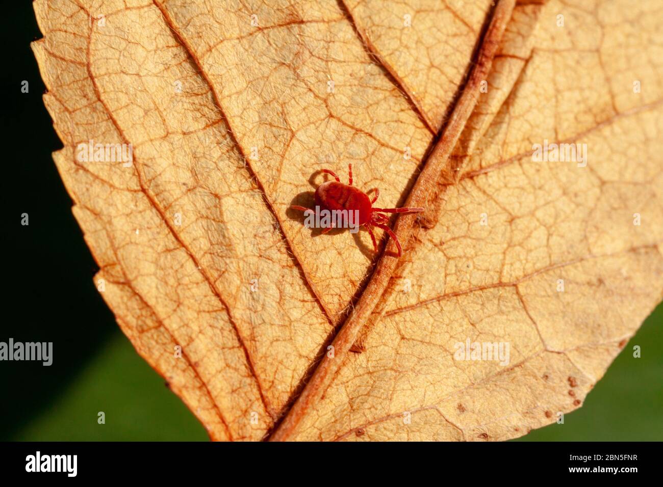 A true ixodid mite blood sucking parasite carrying the acarid disease ...