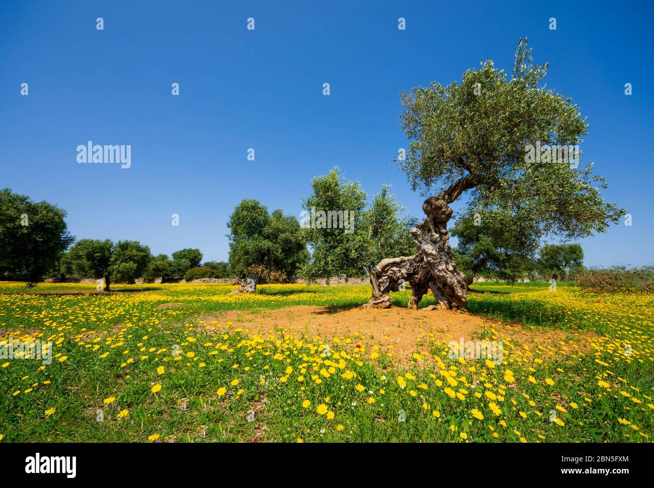Olive tree landscape puglia italy hi-res stock photography and images ...