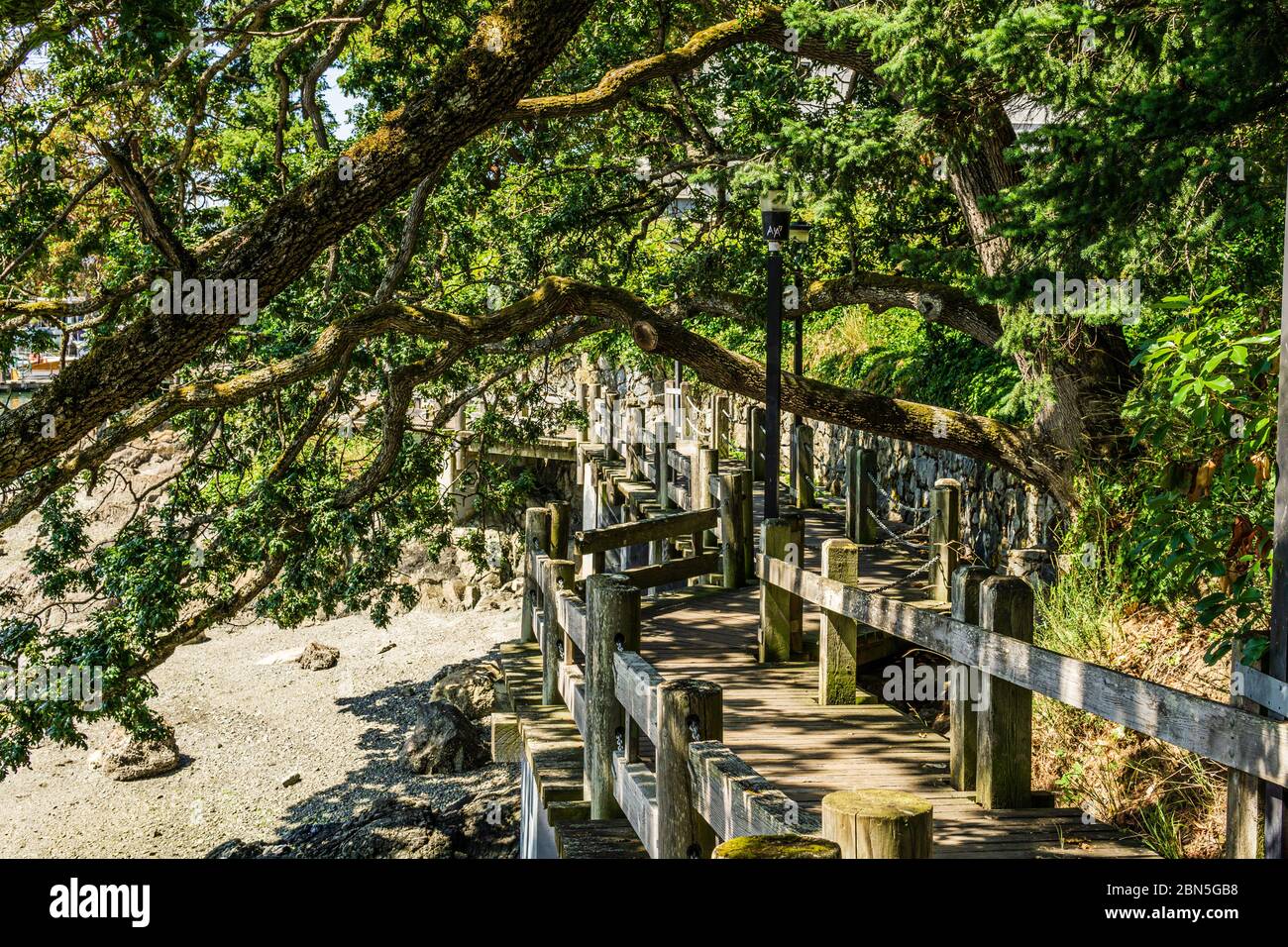 wooden walkway path or hike and trees with green foliage Stock Photo ...