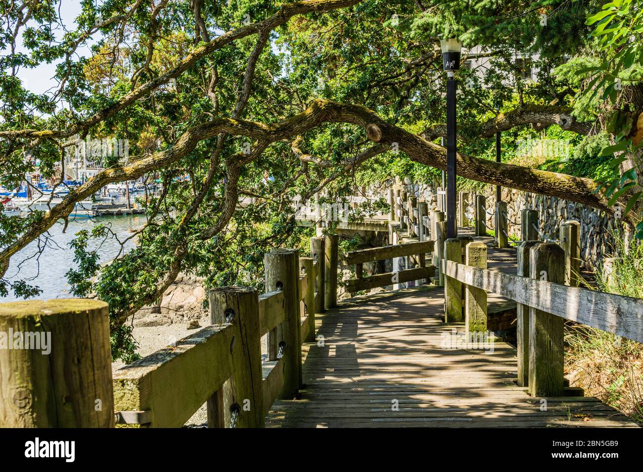 wooden walkway path or hike and trees with green foliage Stock Photo ...