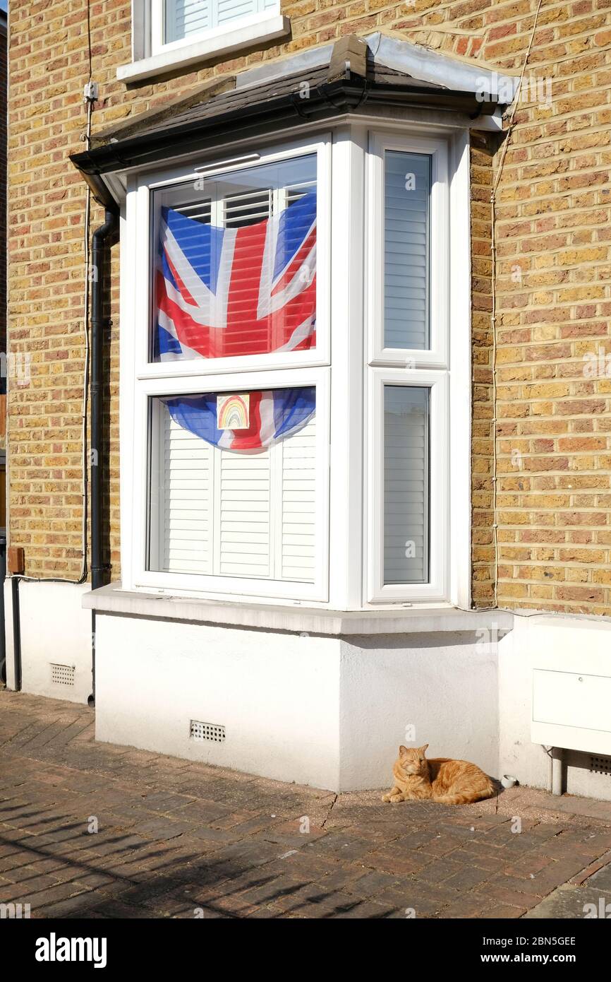 A Union Jack flag hangs in a bay window on VE Day with a ginger cat ...