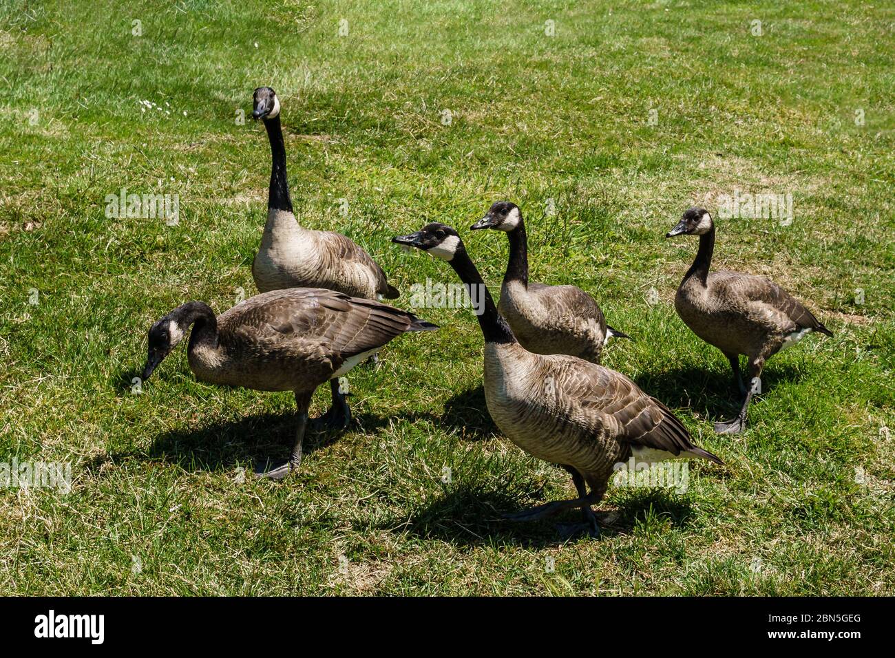 Ranch animals hi-res stock photography and images - Alamy