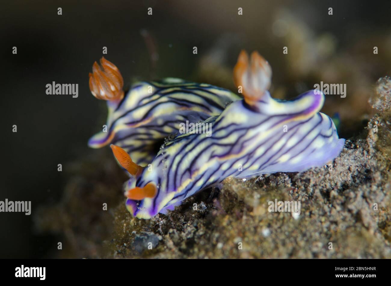 Black striped hypselodoris nudibranch hi-res stock photography and ...