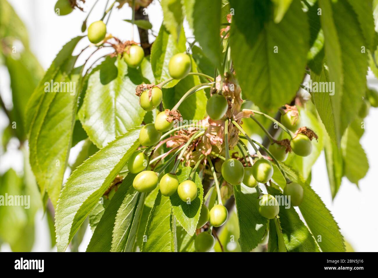 A photo of beautiful cherry trees with green cherries in orchard Stock ...