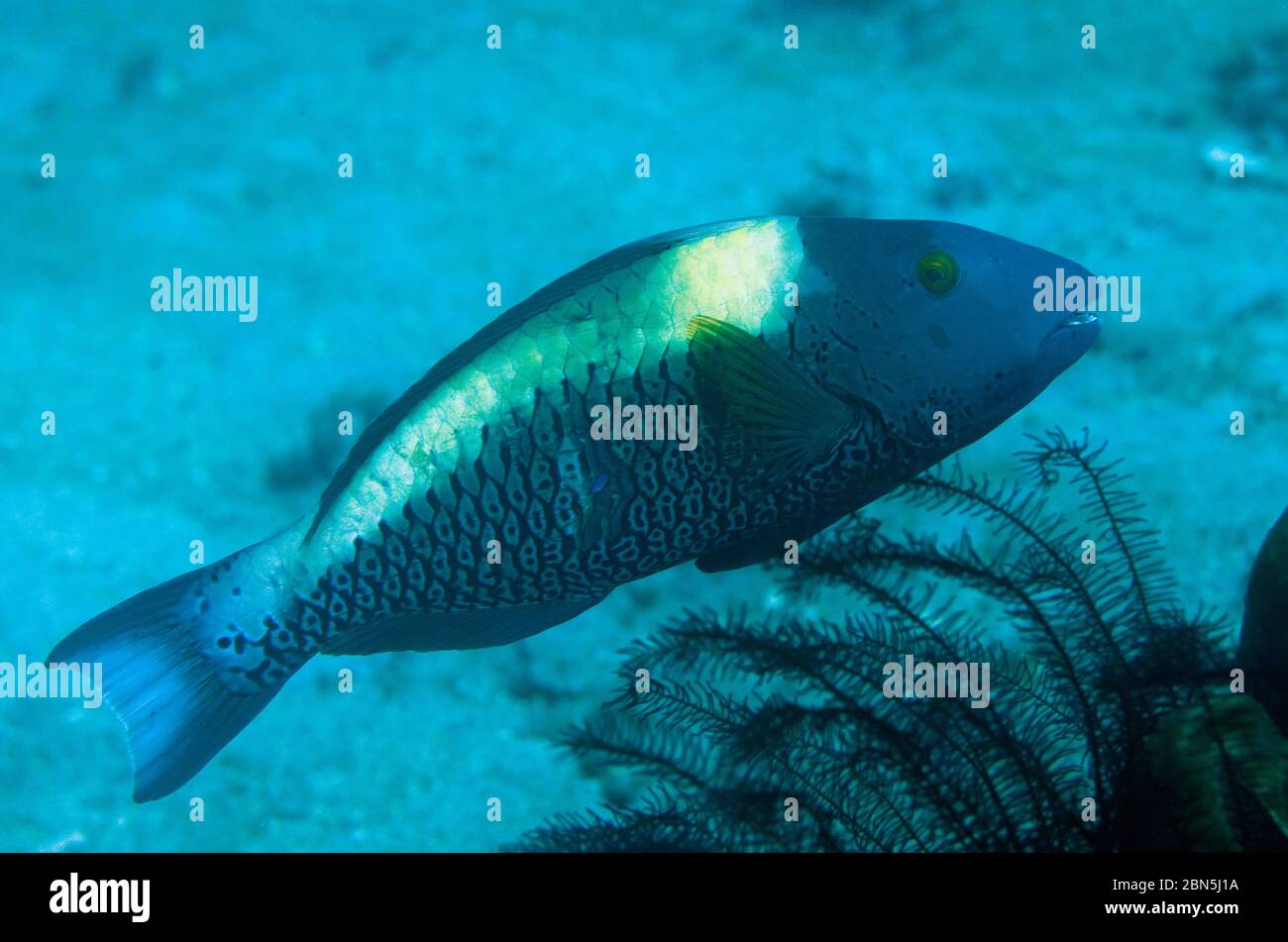 Female Spotted Parrotfish, Cetoscarus ocellatus, Emron dive site ...