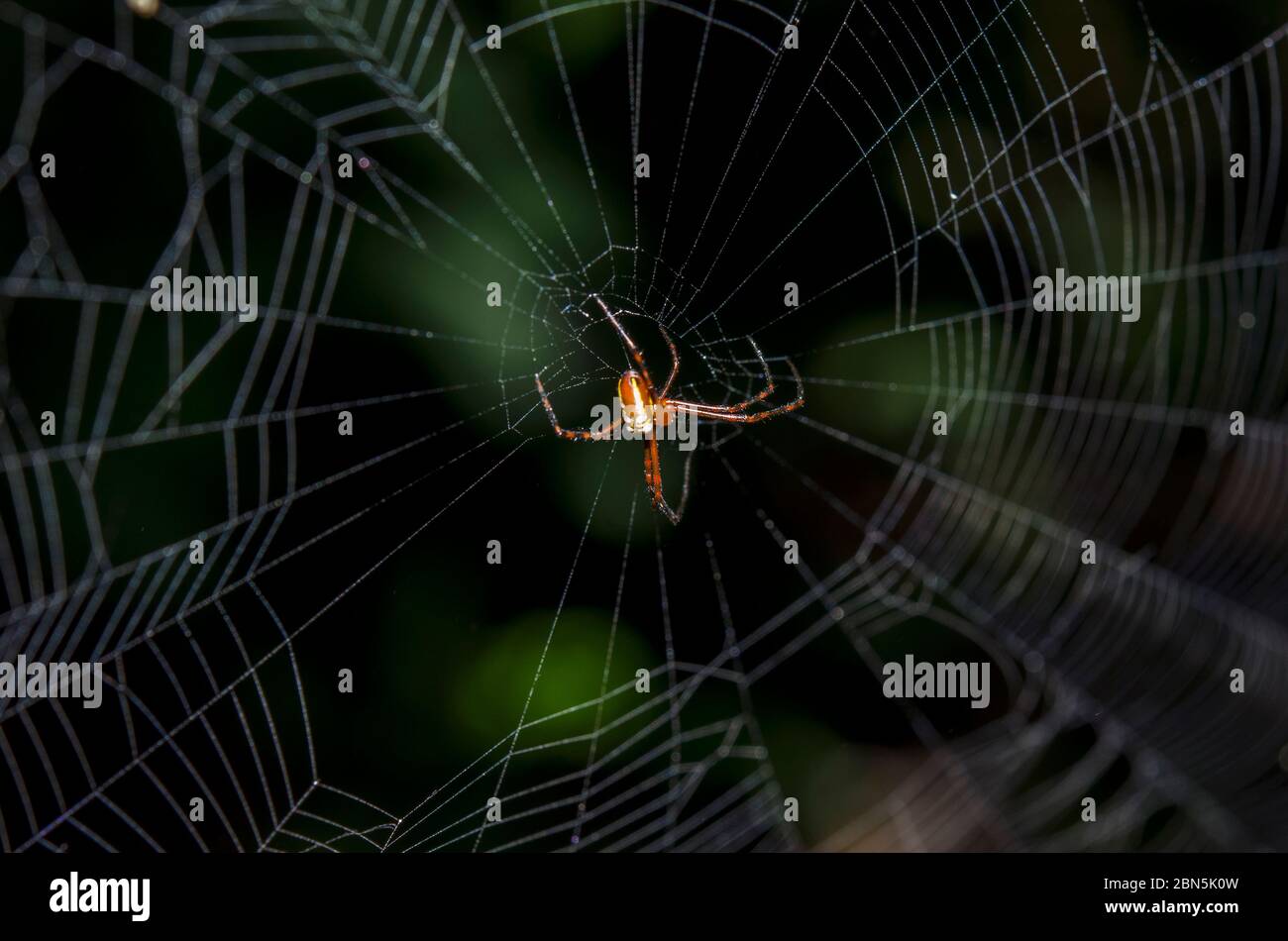 Orb-weaver Spider, Araneidae Family, Tangkoko National Park, Sulawesi ...