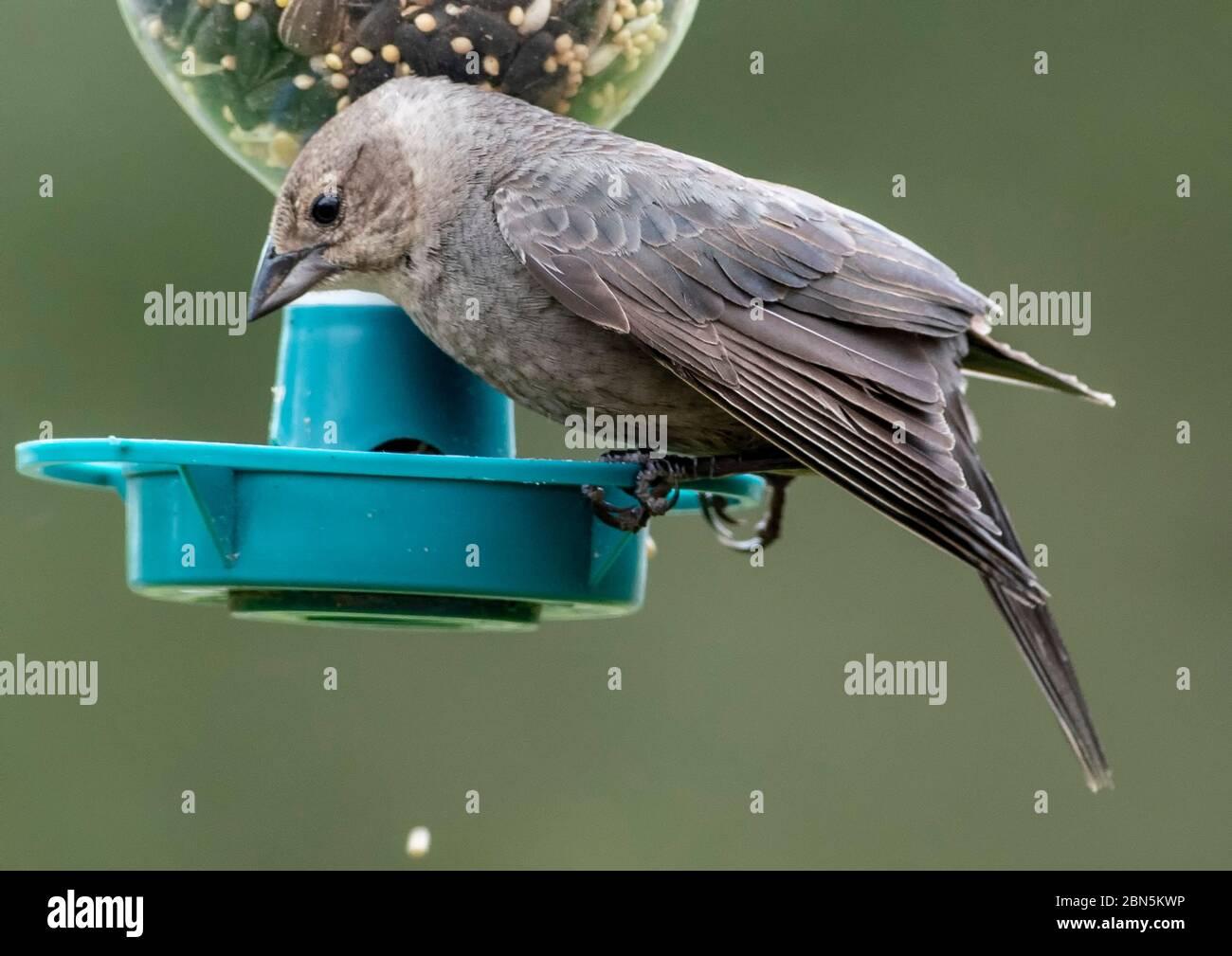 Female catbird hi-res stock photography and images - Alamy