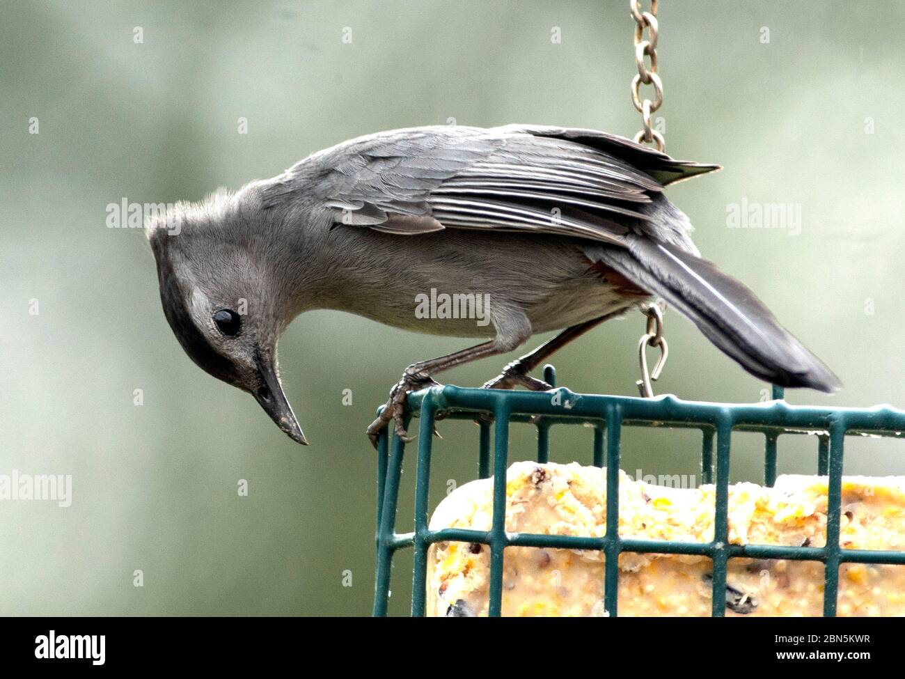 Female catbird hi-res stock photography and images - Alamy
