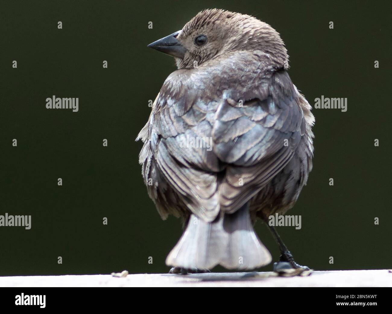 Female catbird hi-res stock photography and images - Alamy
