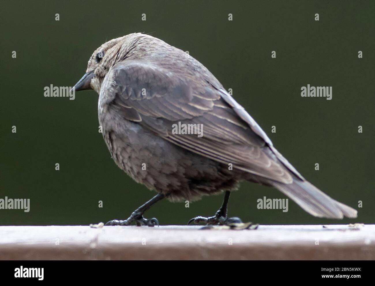 Female catbird hi-res stock photography and images - Alamy
