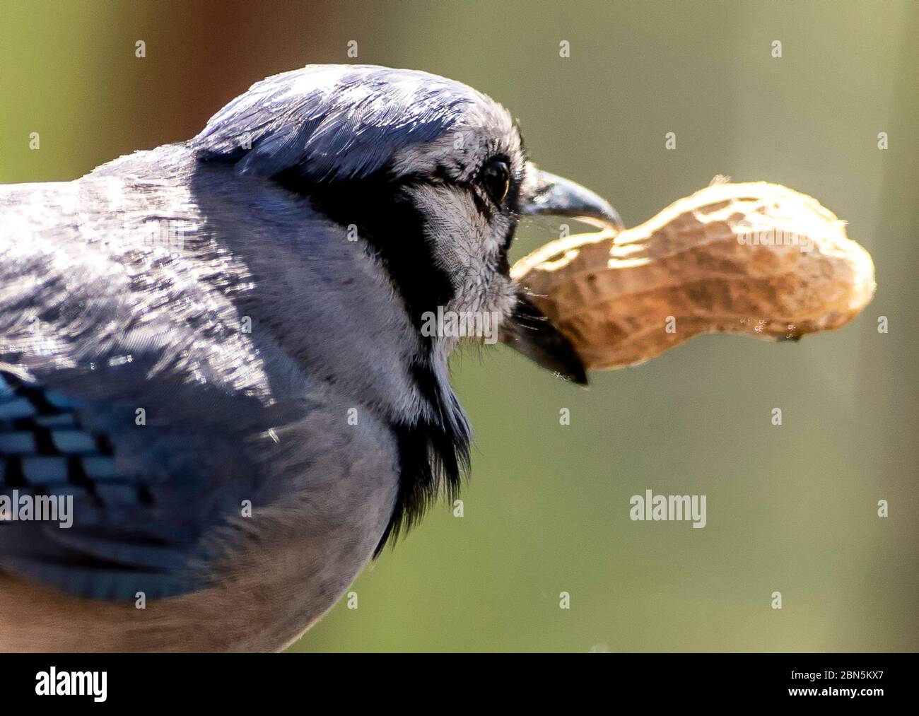 Jay eating nut hi-res stock photography and images - Alamy