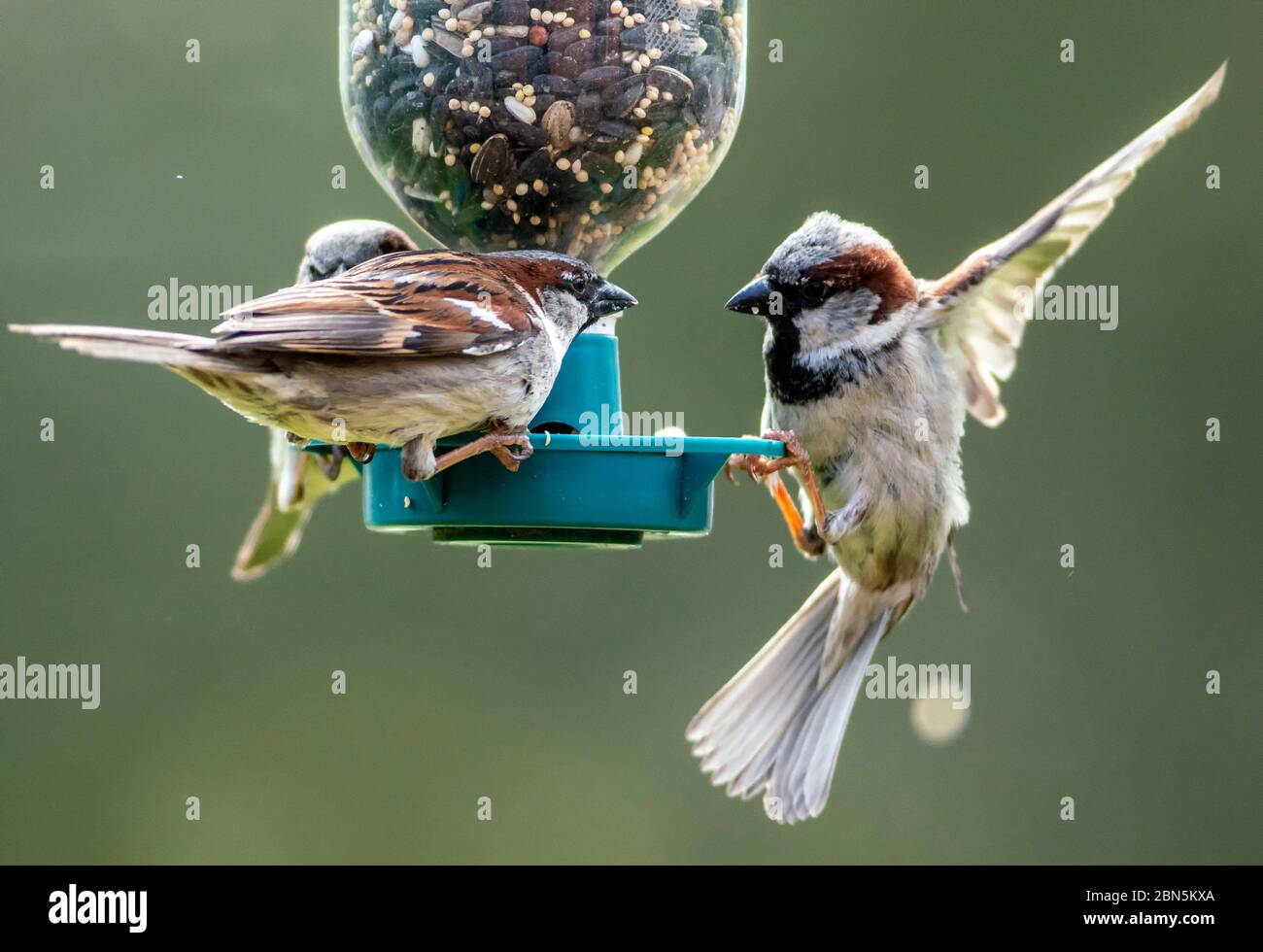 Bird balancing over a feeder Stock Photo - Alamy